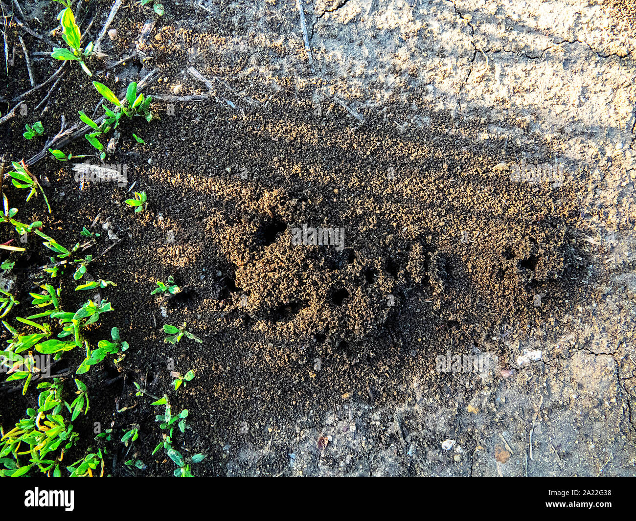 Earth ants lasius entrance hi-res stock photography and images - Alamy