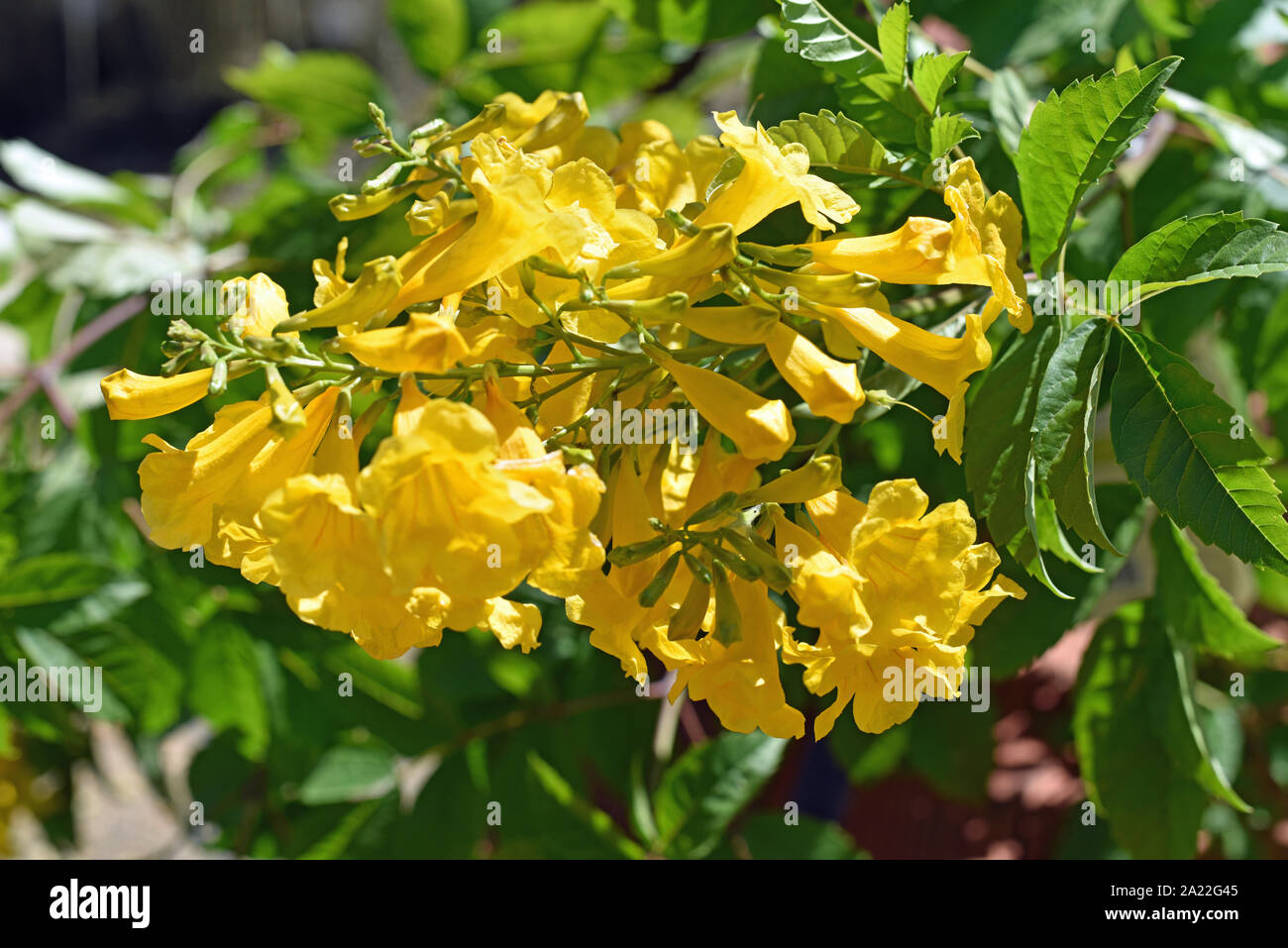 Flowering Plants Stock Photo - Alamy