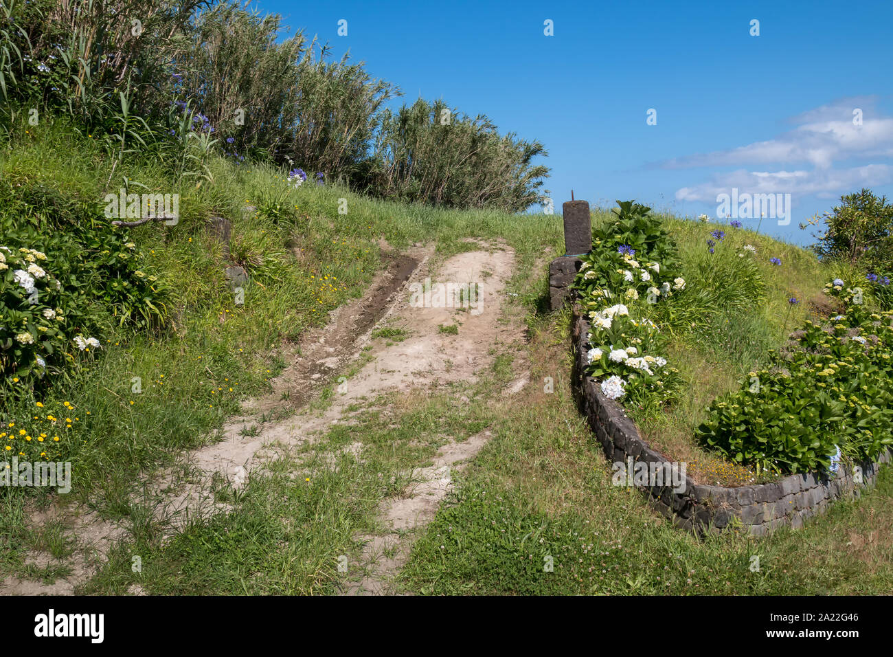 Small hill with a technical natural country road, lined by hydrangea ...