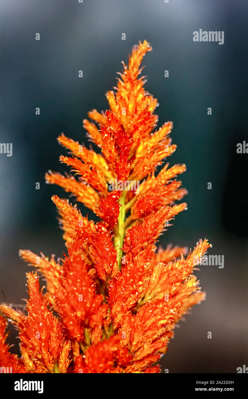 Silver cockscomb plant hi-res stock photography and images - Alamy