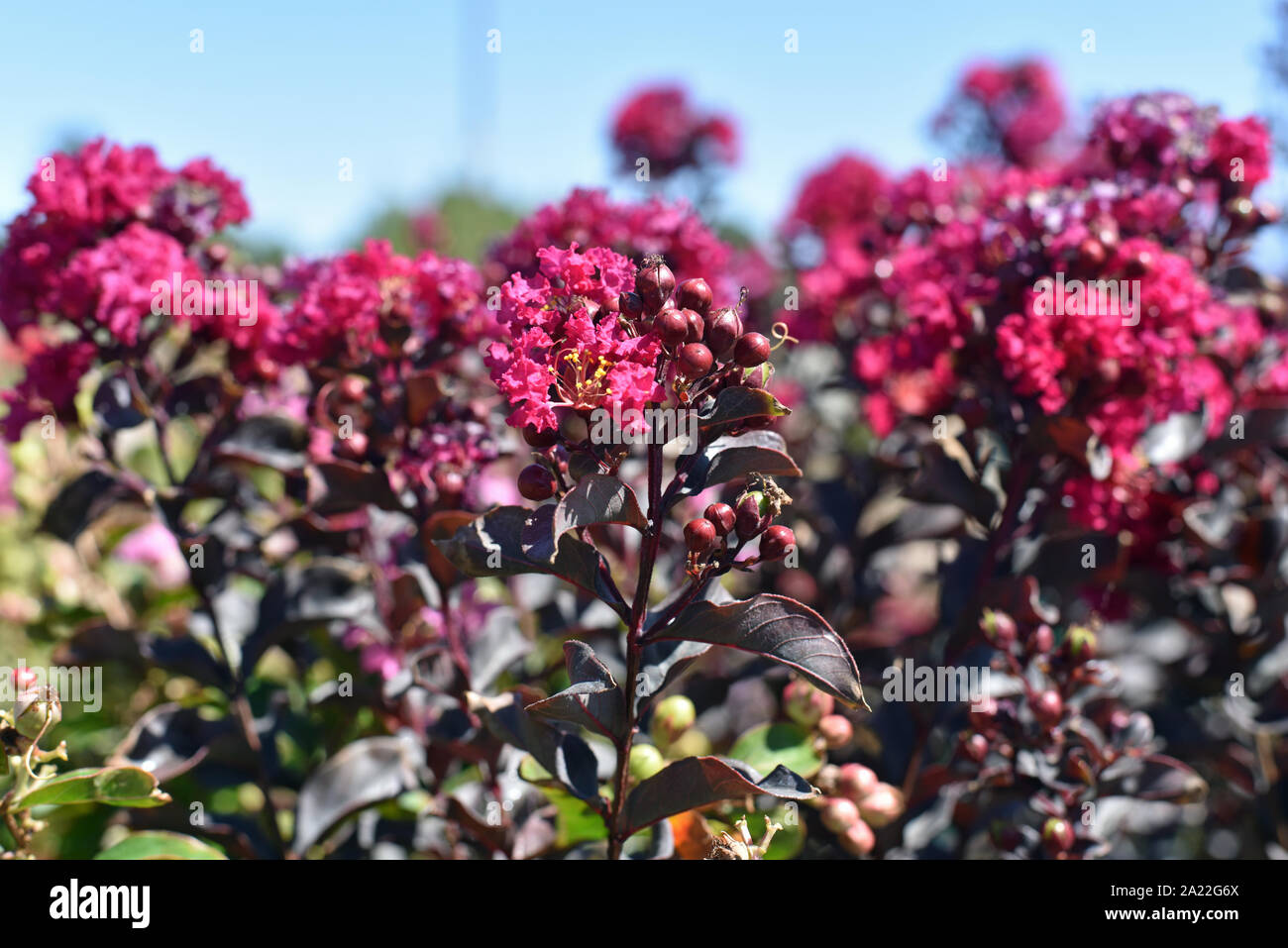 Orange crape myrtle hi-res stock photography and images - Alamy