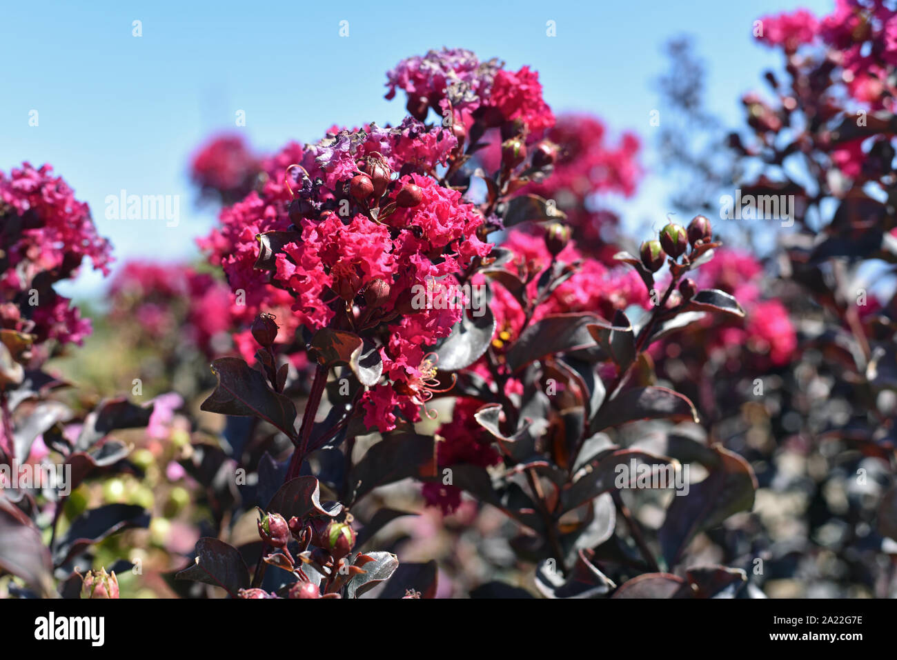 Orange Crape Myrtle High Resolution Stock Photography and Images - Alamy