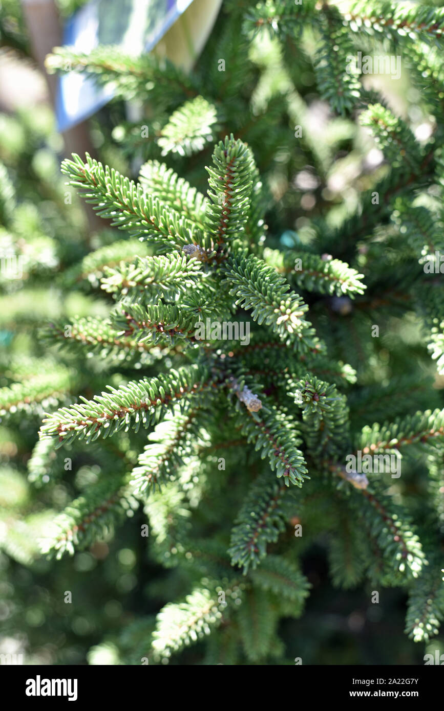 Spruce Bough High Resolution Stock Photography and Images - Alamy
