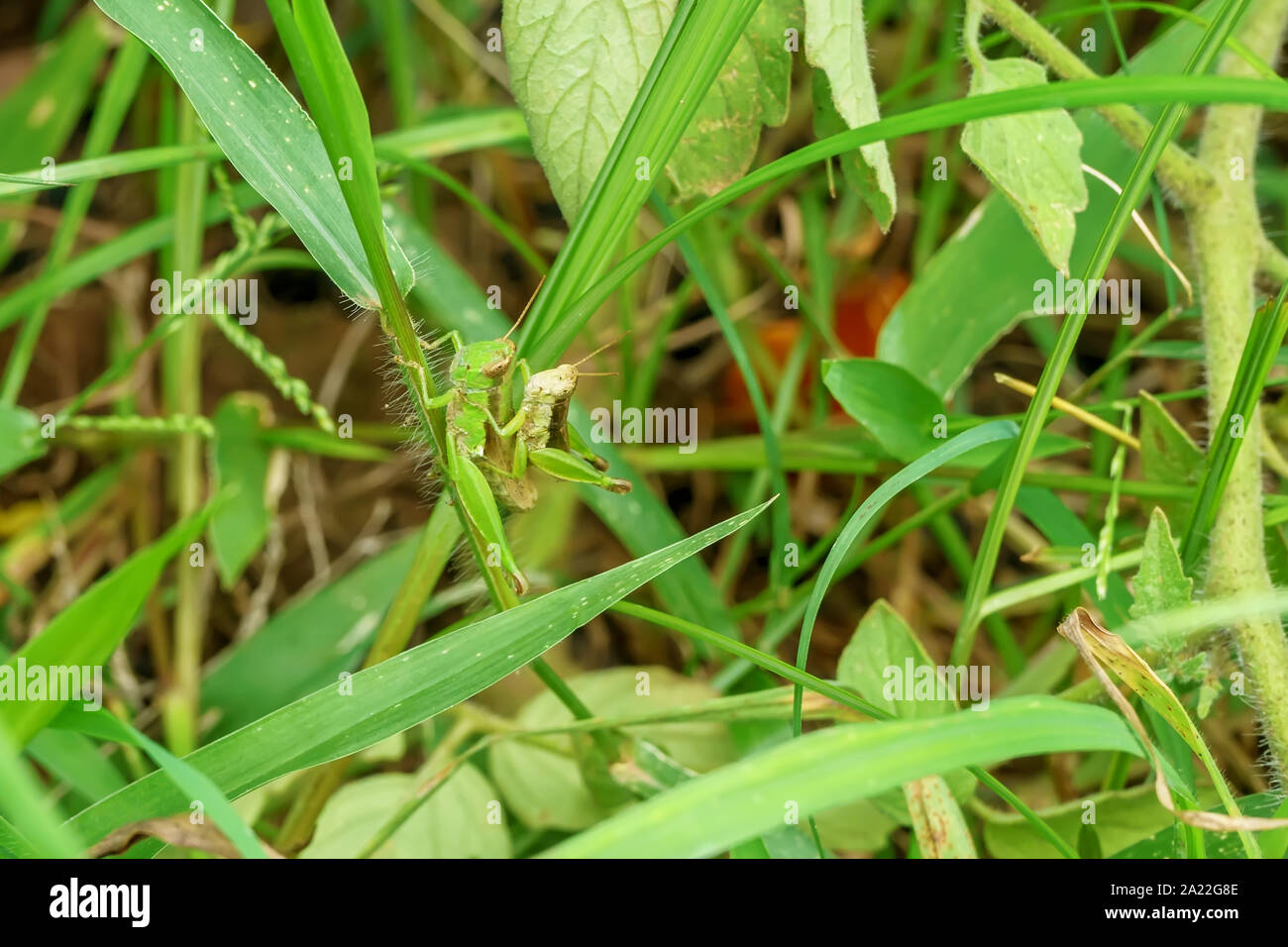 Grasshoppers breeding hi-res stock photography and images - Alamy