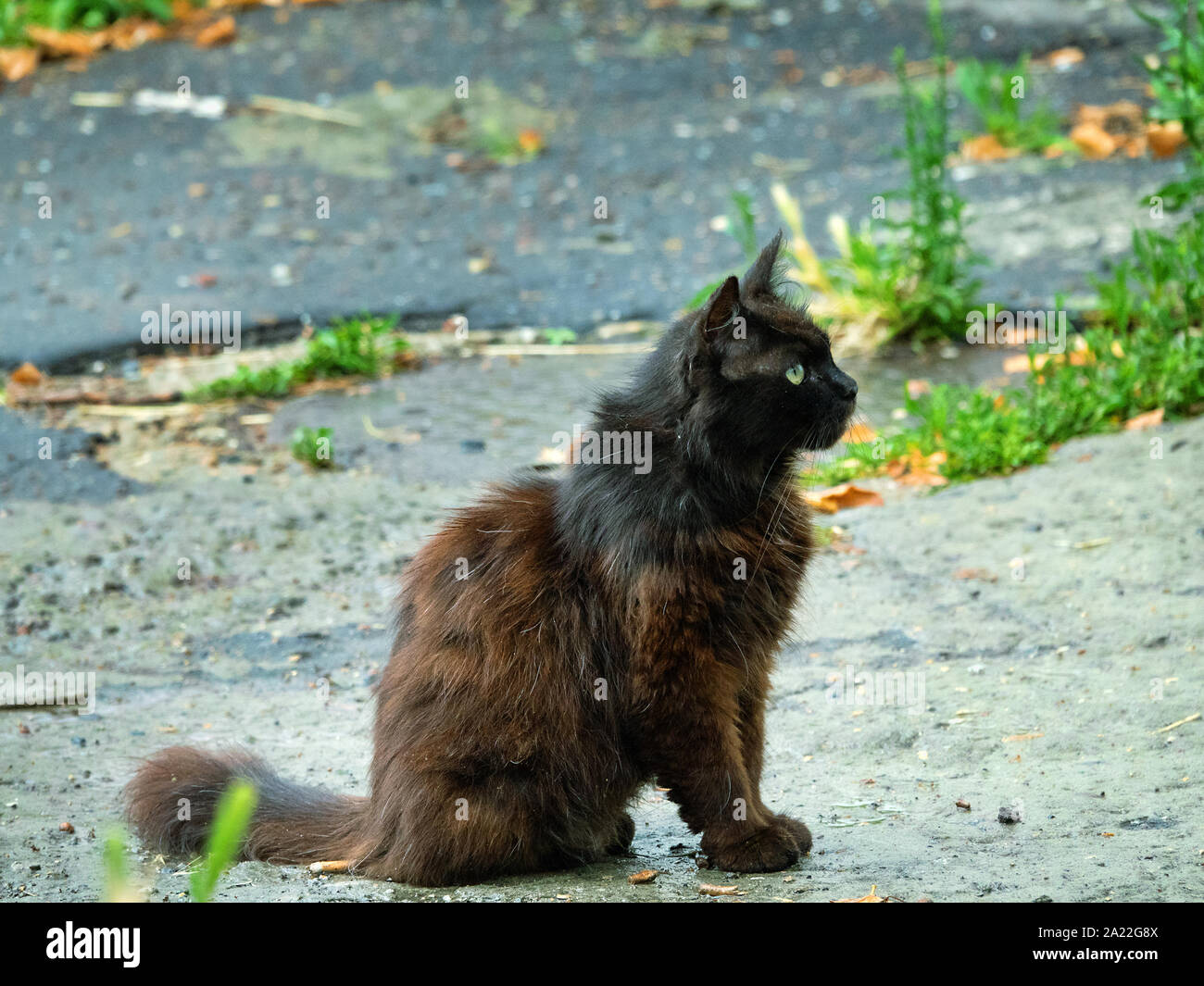 Stray animals of big cities. The cat sits on pavement pedestrian road ...