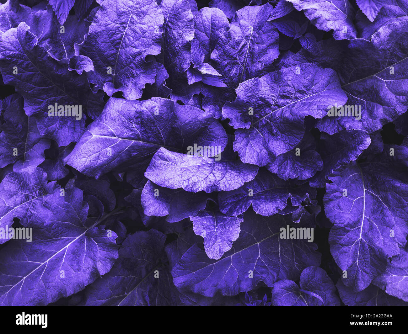 Ultra violet plant pattern Curved lush foliage in bright purple color ...