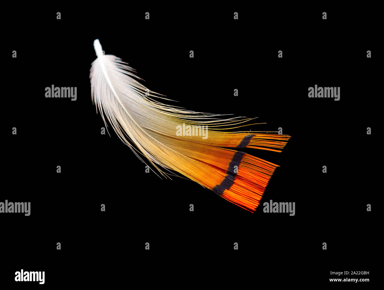 Colored bird feather isolated on black background Stock Photo - Alamy