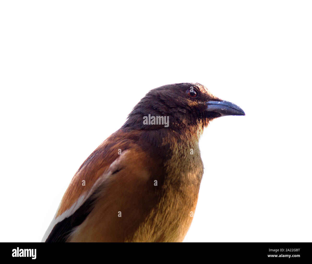 Indian birds. Rufous Treepie (Dendrocitta vagabunda) portrait of half ...