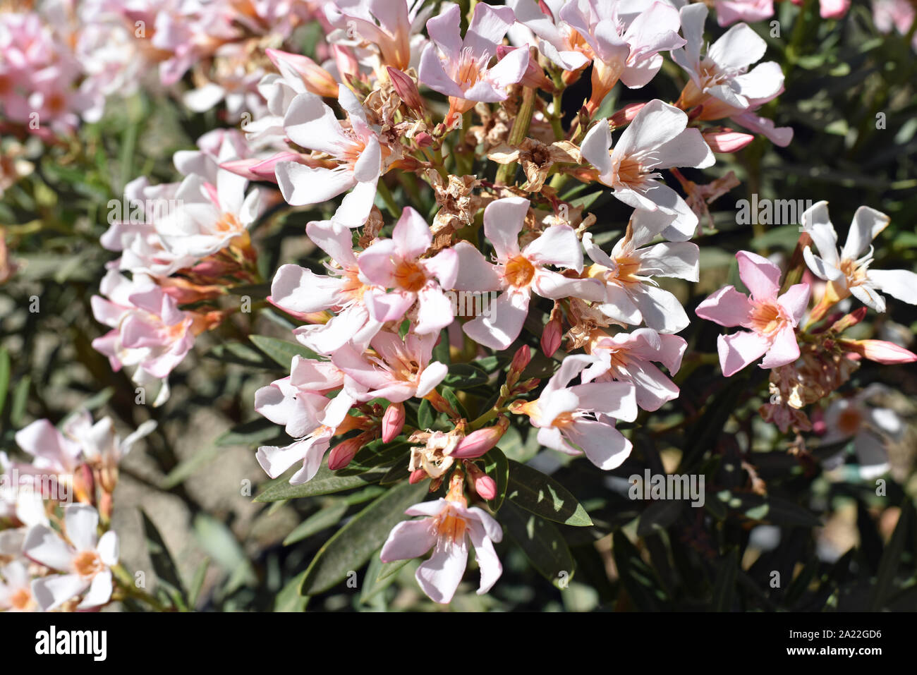 Acacia fragrance hi-res stock photography and images - Alamy