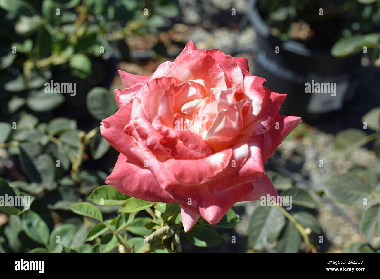 Varigated rose hi-res stock photography and images - Alamy