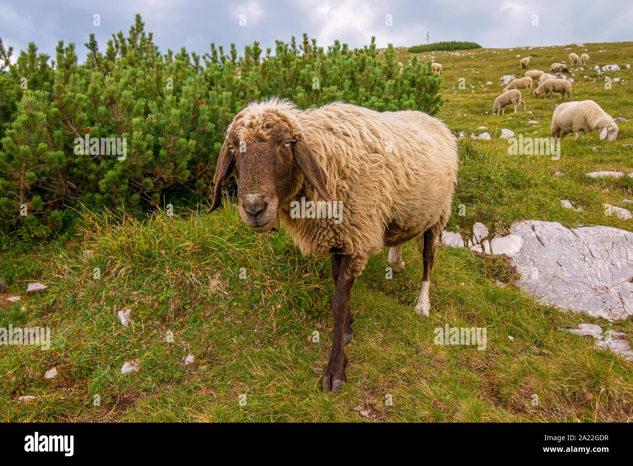 Tiroler bergschaf hi-res stock photography and images - Alamy