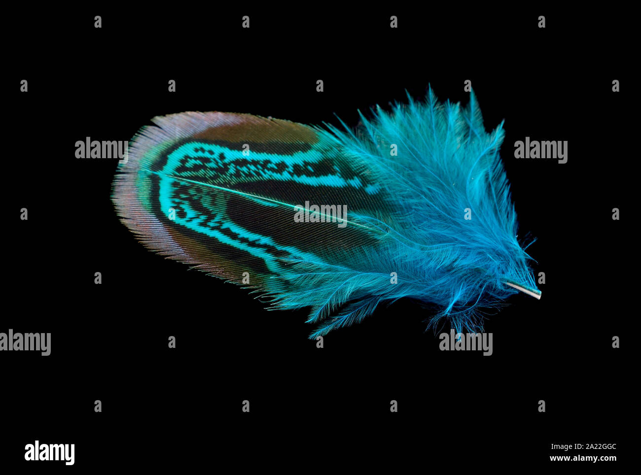 Colored bird feather isolated on black background Stock Photo - Alamy