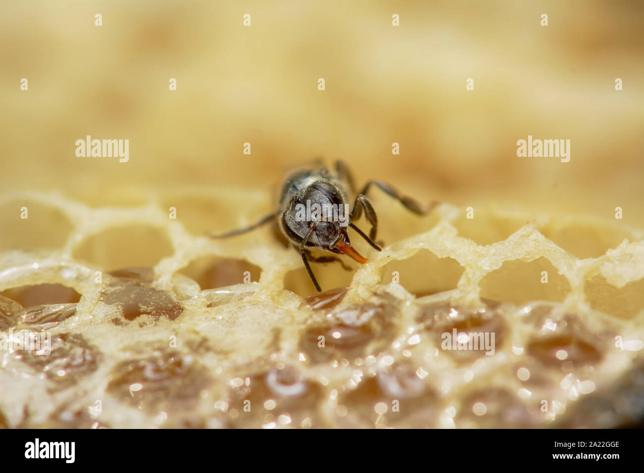 Nest of apis florea consists an embryo, adult and sweet water. Apis ...