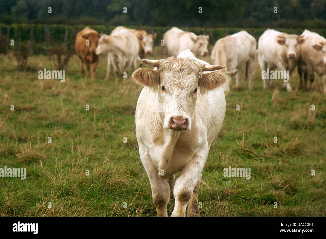 Bulls grown for slaughter for meat at grazing. European meat breeds of ...