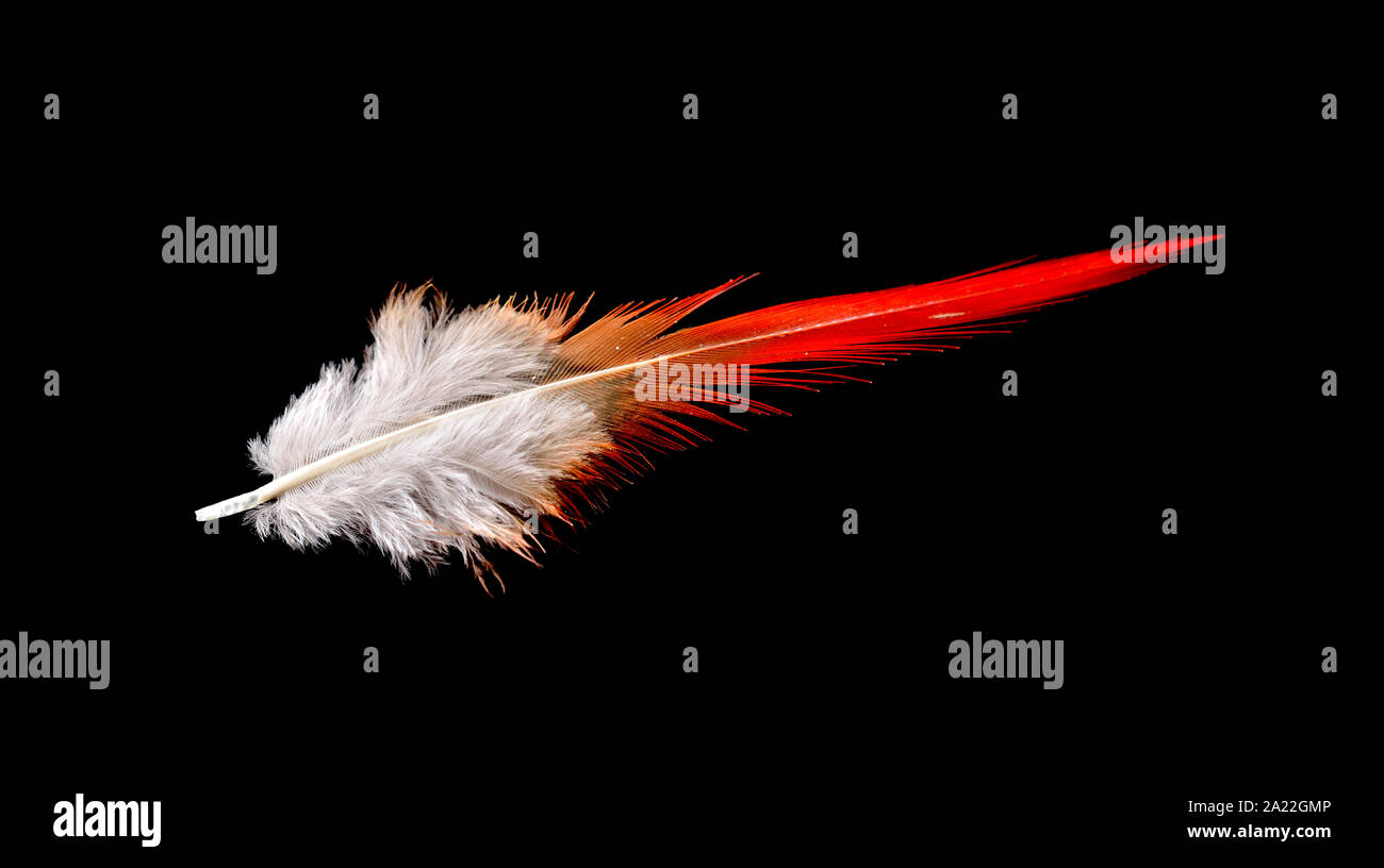 Colored bird feather isolated on black background Stock Photo - Alamy