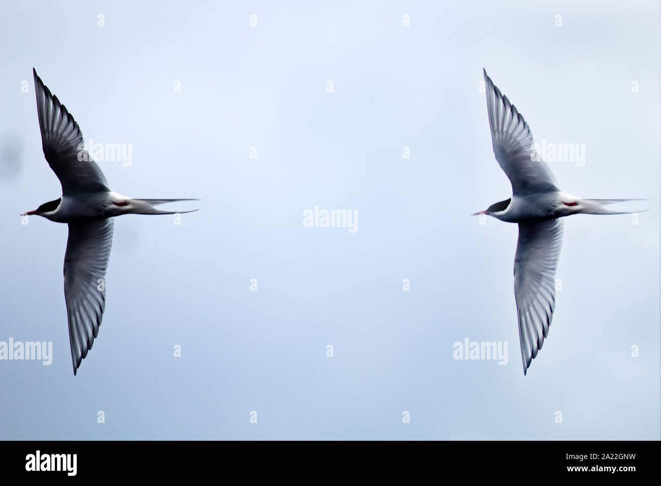Same tern in flight. Individuals of mammals and birds are so similar to ...