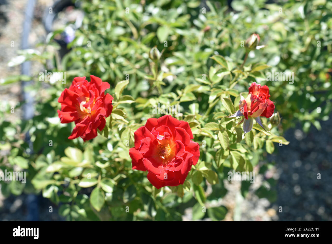 Varigated rose hi-res stock photography and images - Alamy