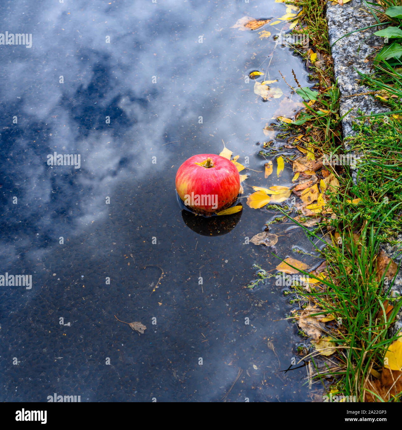 Bright red apple lying on the roadside in a puddle. The puddle reflects ...
