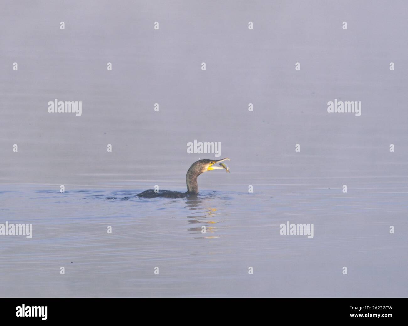 Great cormorant Phalacrocorax carbo fishing Stock Photo - Alamy