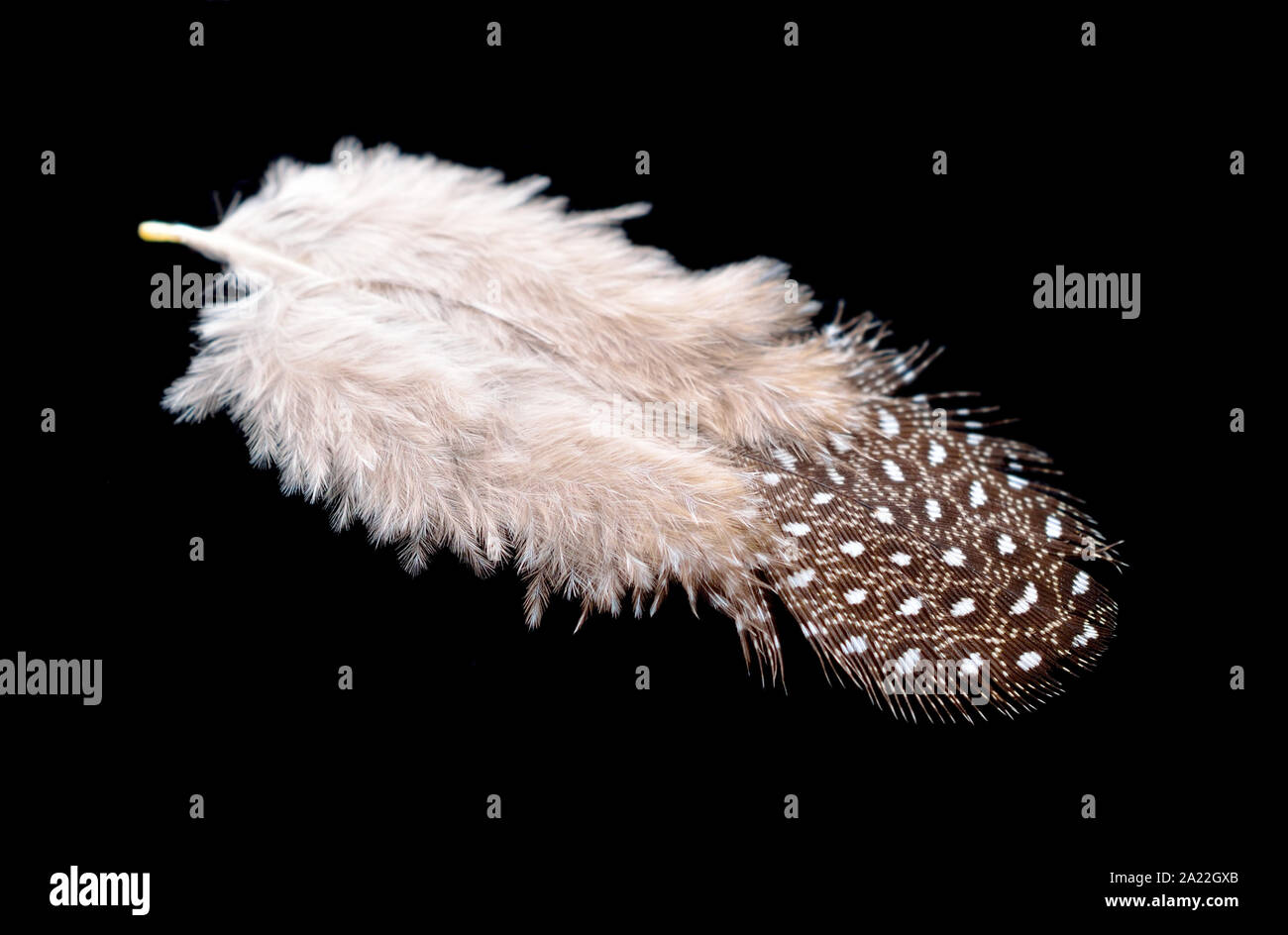 Colored bird feather isolated on black background Stock Photo - Alamy