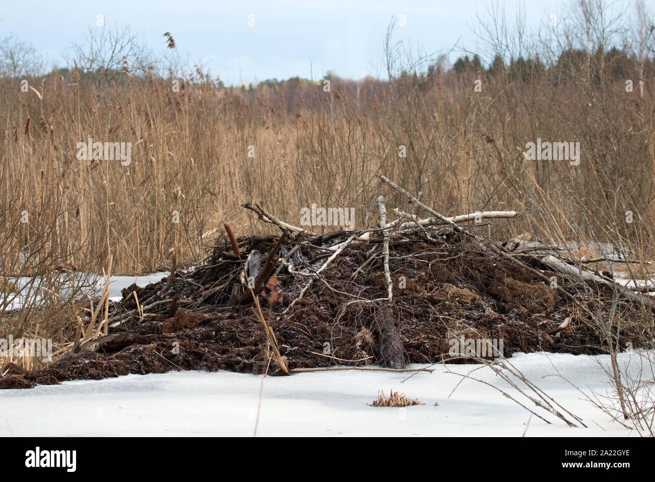 Beavers live under ice in winter, beaver dam. Beavers have built dam ...