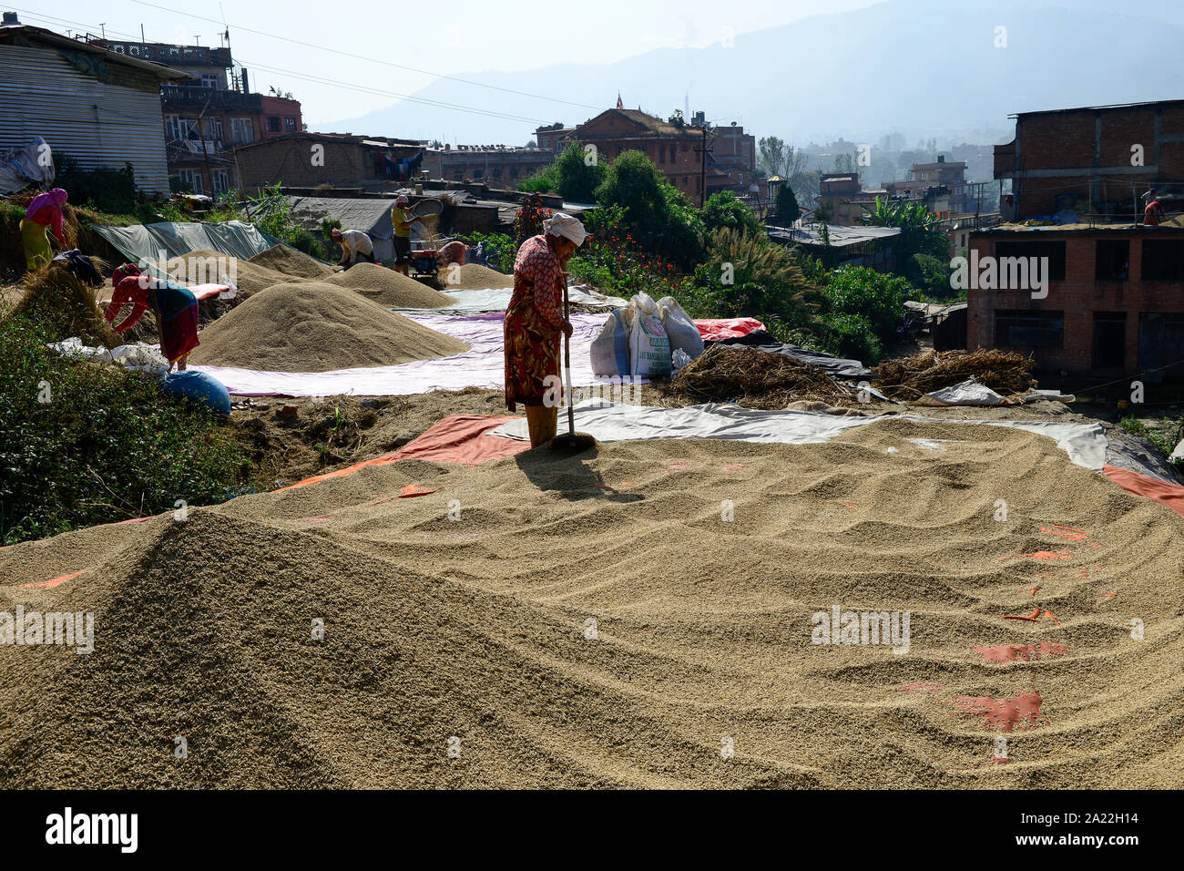 Nepal rice harvest drying work woman hi-res stock photography and ...