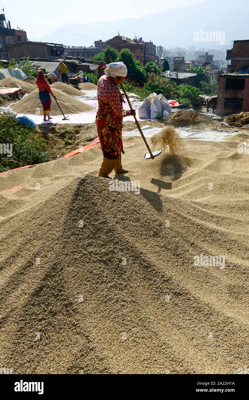 NEPAL, Himalaya, Bhaktapur, old town, villager dry rice in the sun ...