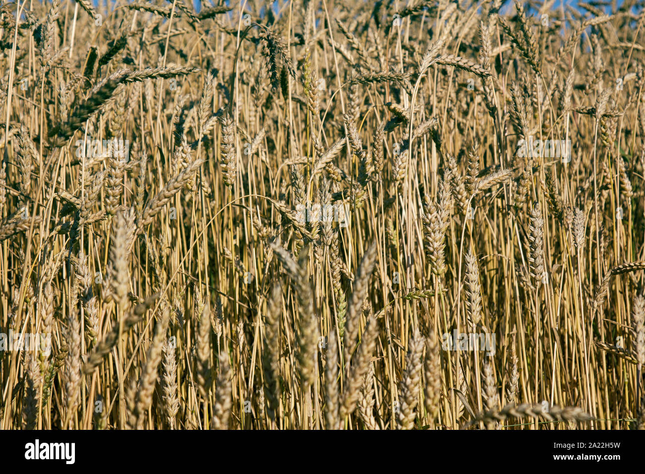 white awnless wheat in the fields of Central Europe. European ...