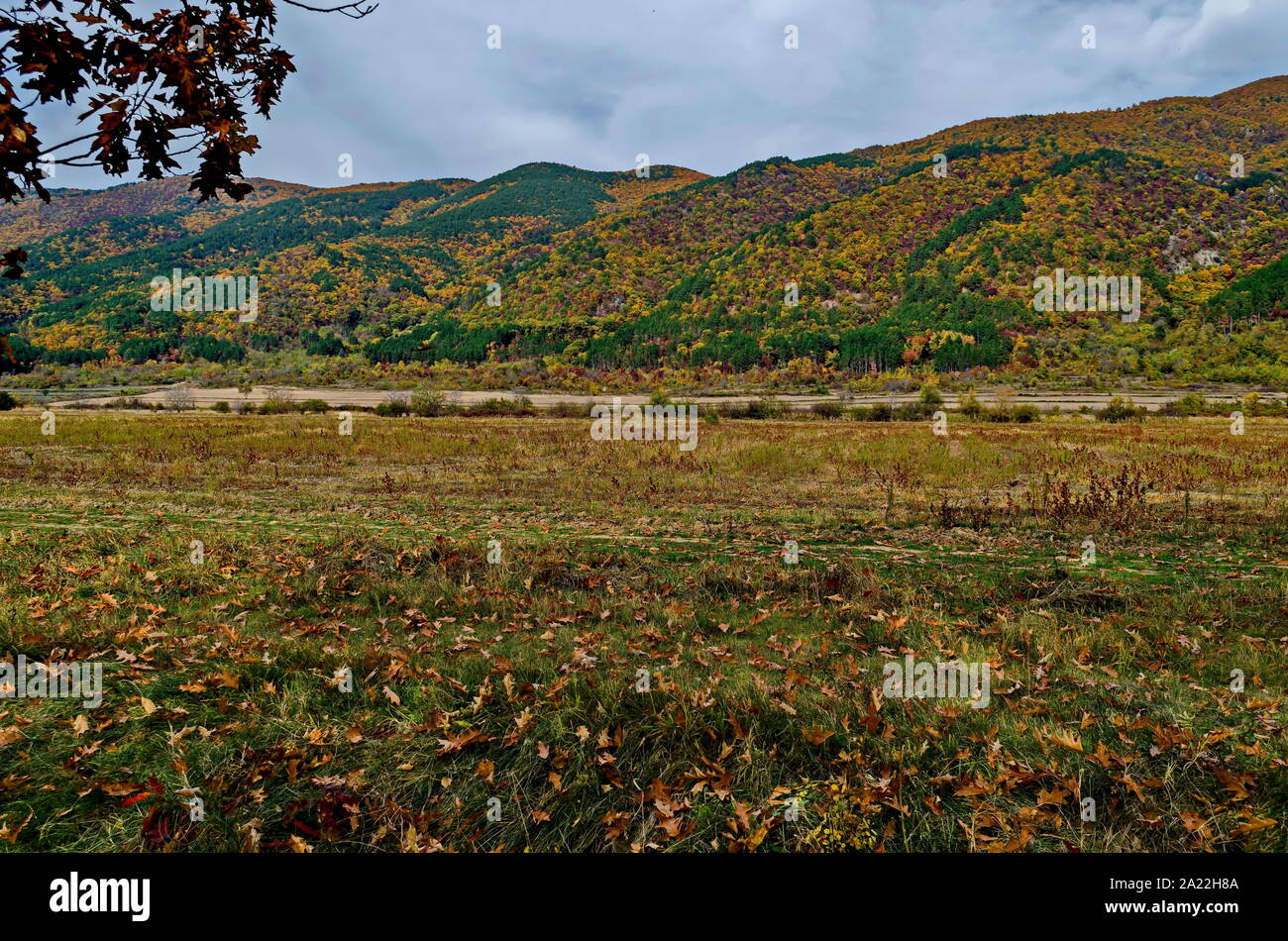 Colorful autumn forest with coniferous and deciduous trees, road and ...