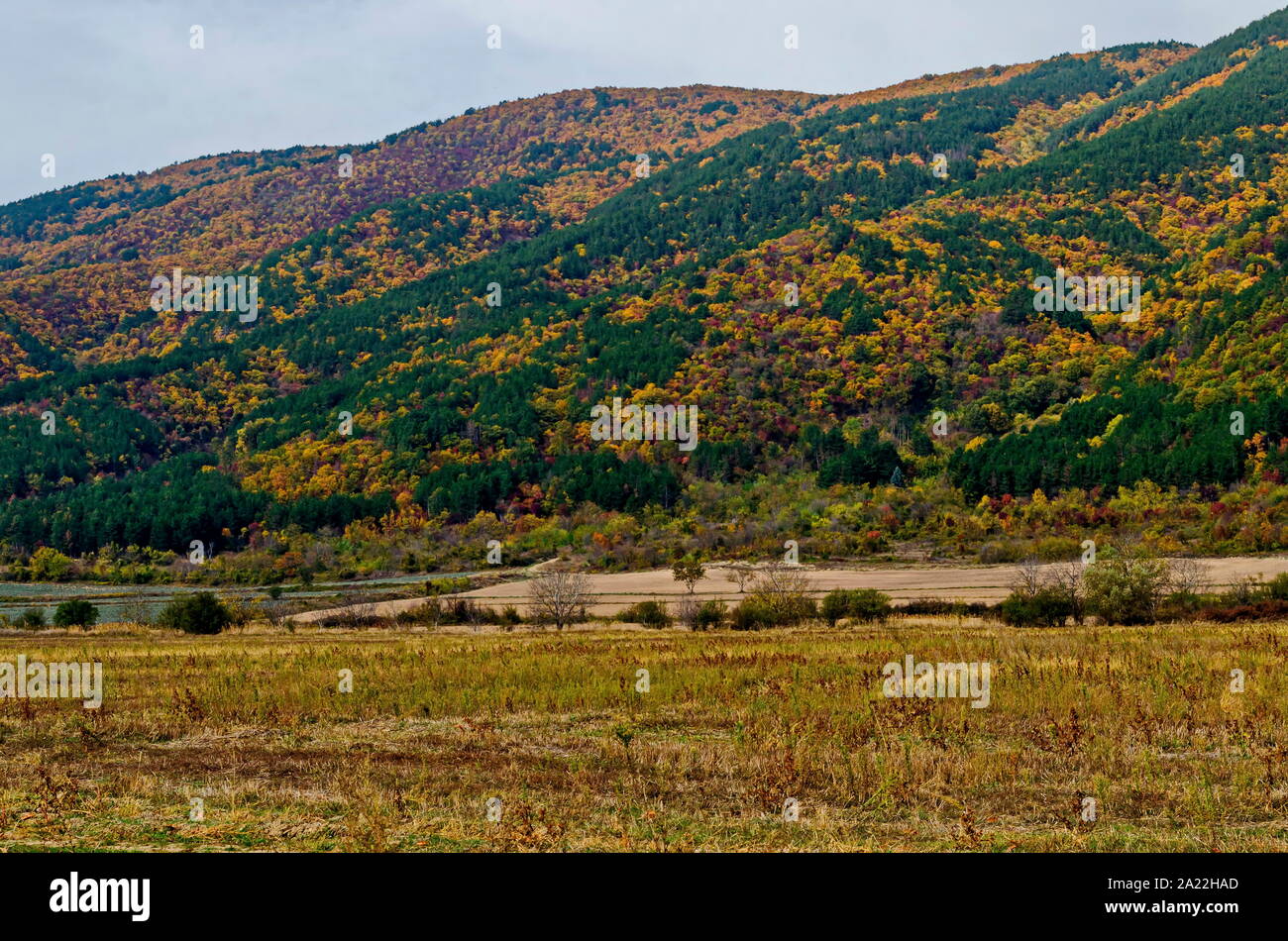 Colorful autumn forest with coniferous and deciduous trees, road and ...