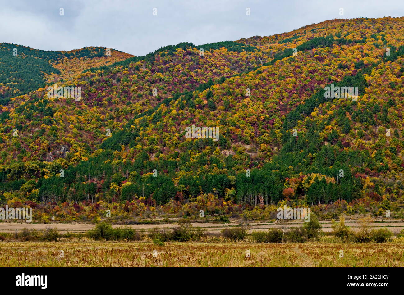 Colorful autumn forest with coniferous and deciduous trees, road and ...