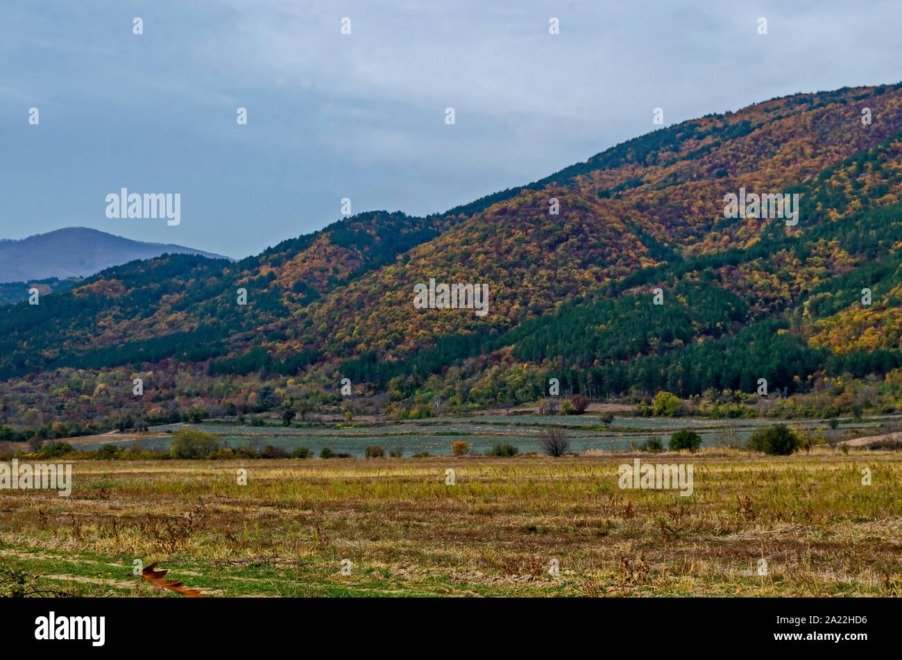 Colorful autumn forest with coniferous and deciduous trees, road and ...