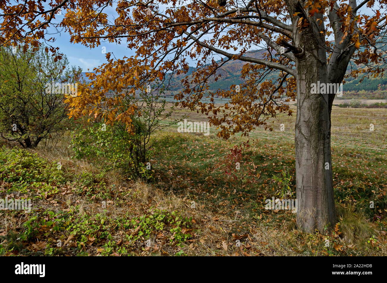 Colorful autumn landscape of autumnal tree, coniferous and deciduous ...
