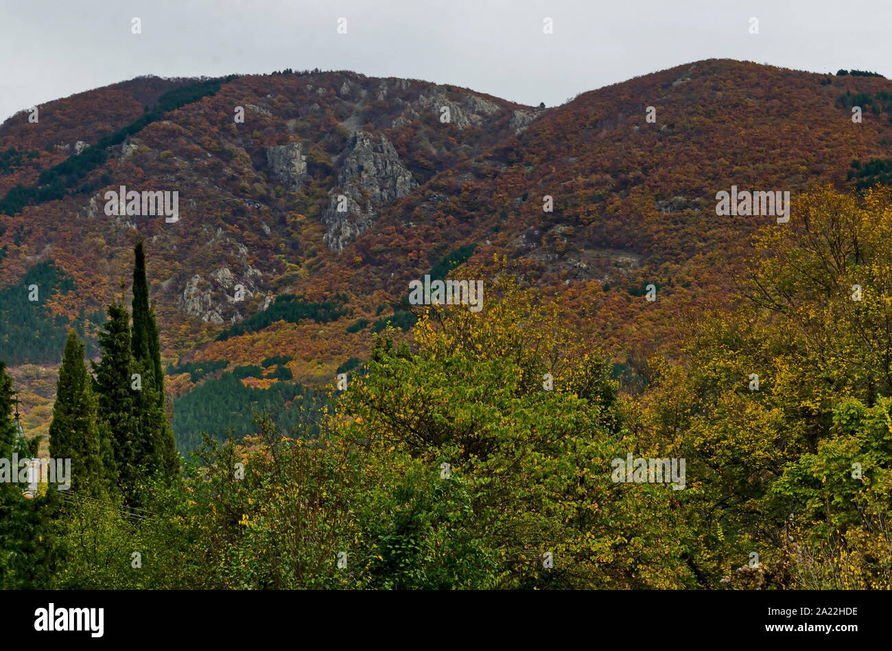 Colorful autumn forest with coniferous and deciduous trees, glade and ...