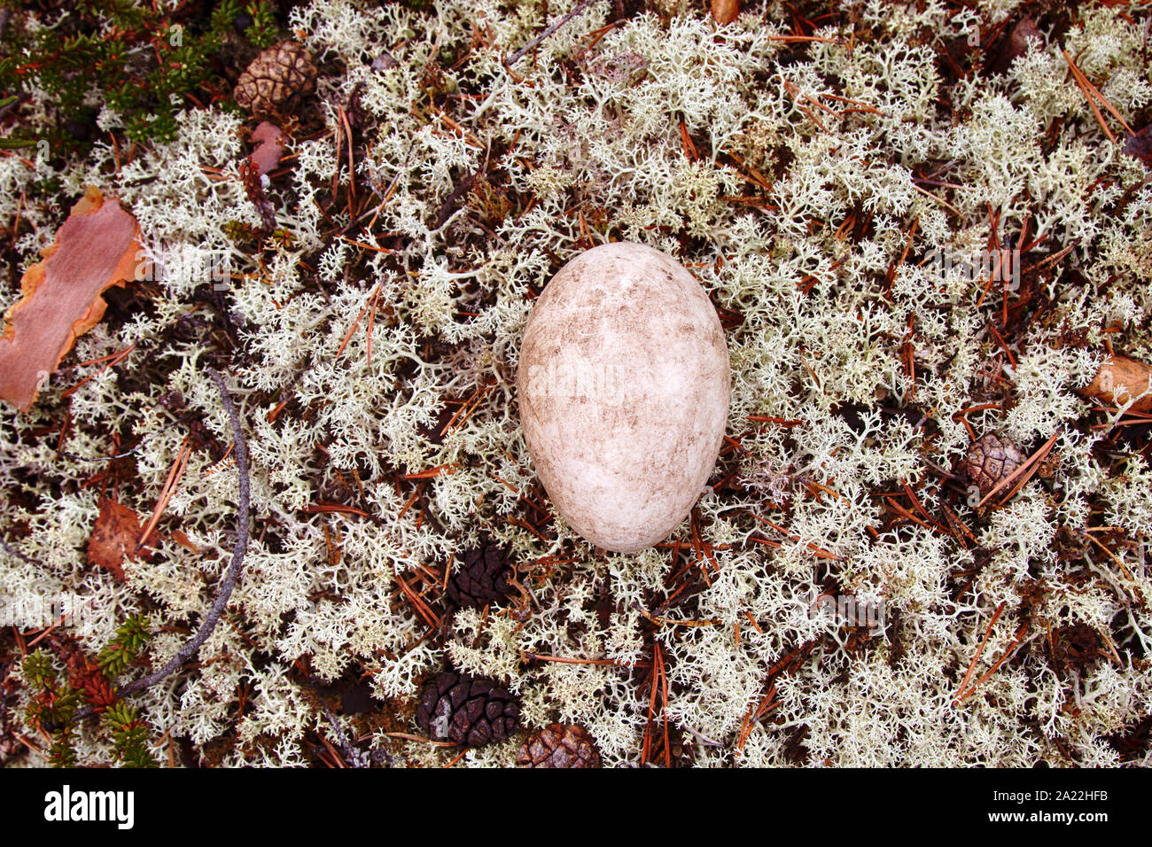 Guide to bird nests. The egg of the wild goose (Bean goose, Anser ...