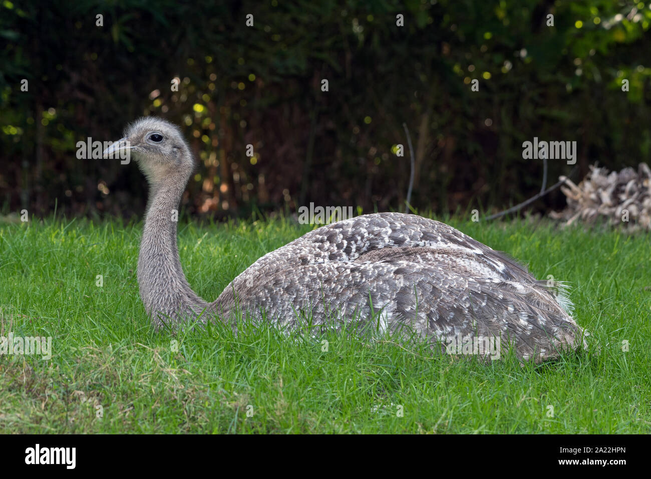 American avifauna hi-res stock photography and images - Alamy