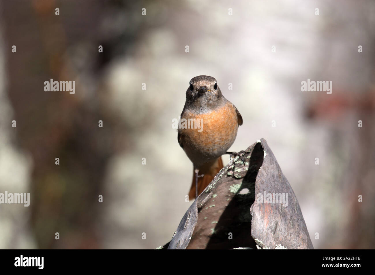 European redstart (Phoenicurus phoenicurus), female, breeding plumage ...