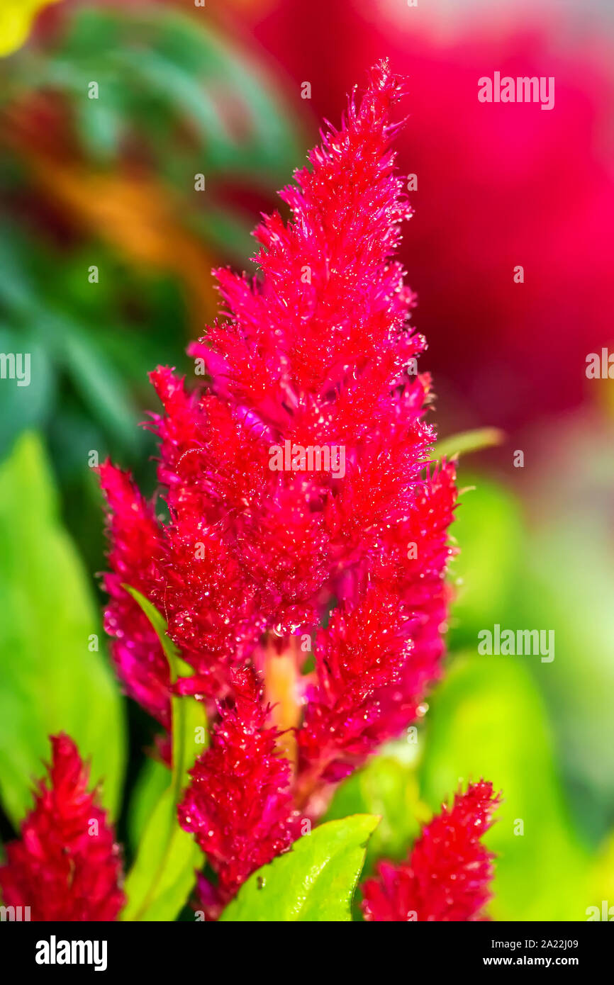 Silver cockscomb plant hi-res stock photography and images - Alamy