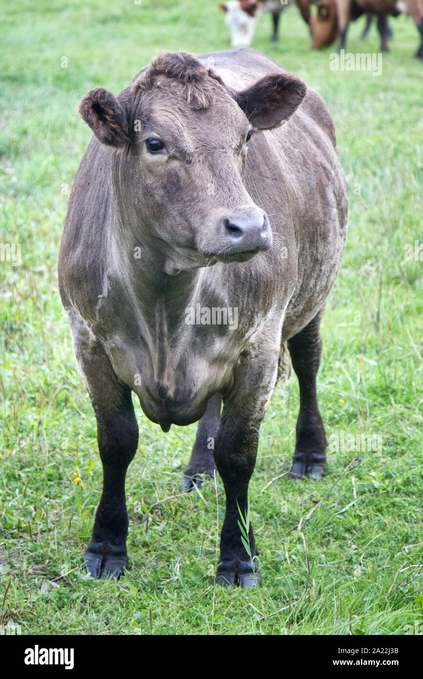 Tagging cows and calves hi-res stock photography and images - Alamy