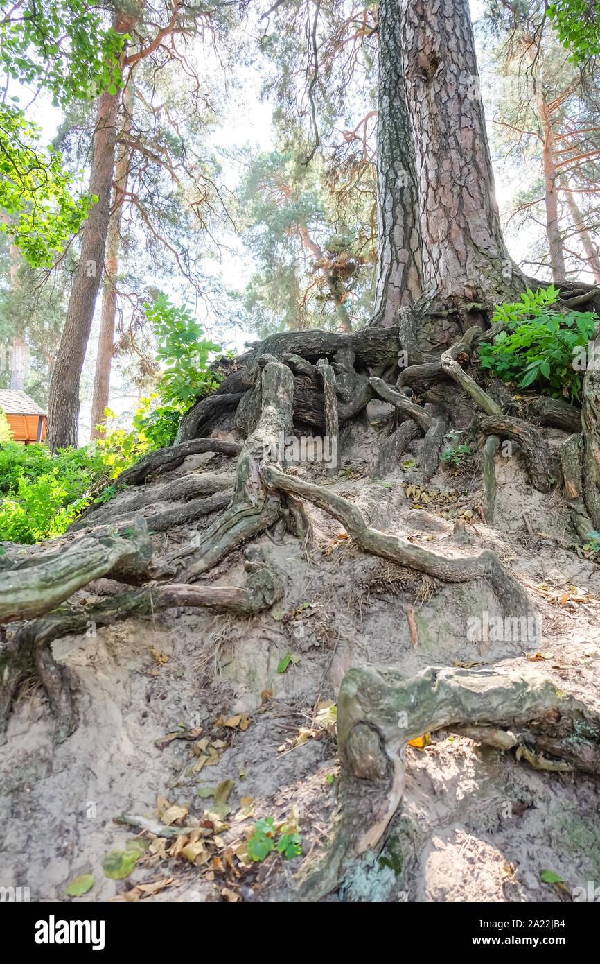 Roots of the old tree Stock Photo - Alamy