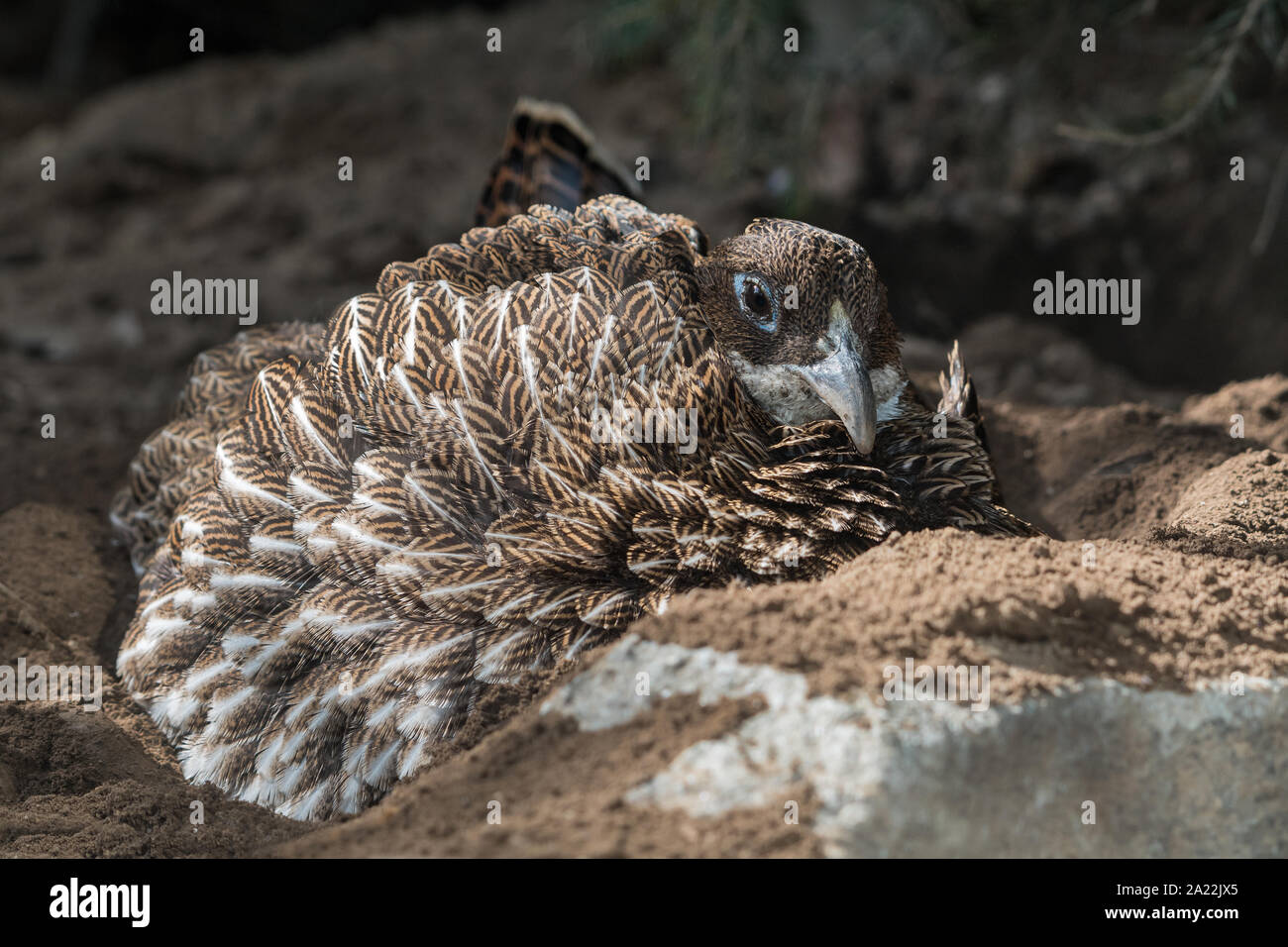 Himalayan Monal (Lophophorus impeyanus Stock Photo - Alamy