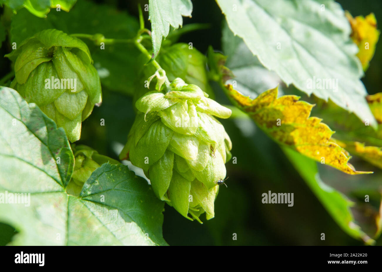 green flower of a hops plant, ingredient for beer brewing and herbal ...