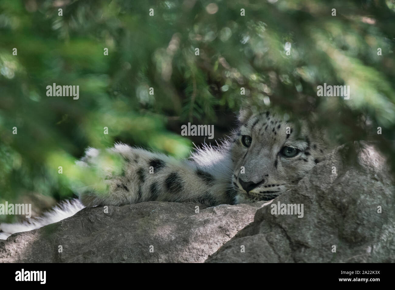 Sleeping animals hi-res stock photography and images - Alamy