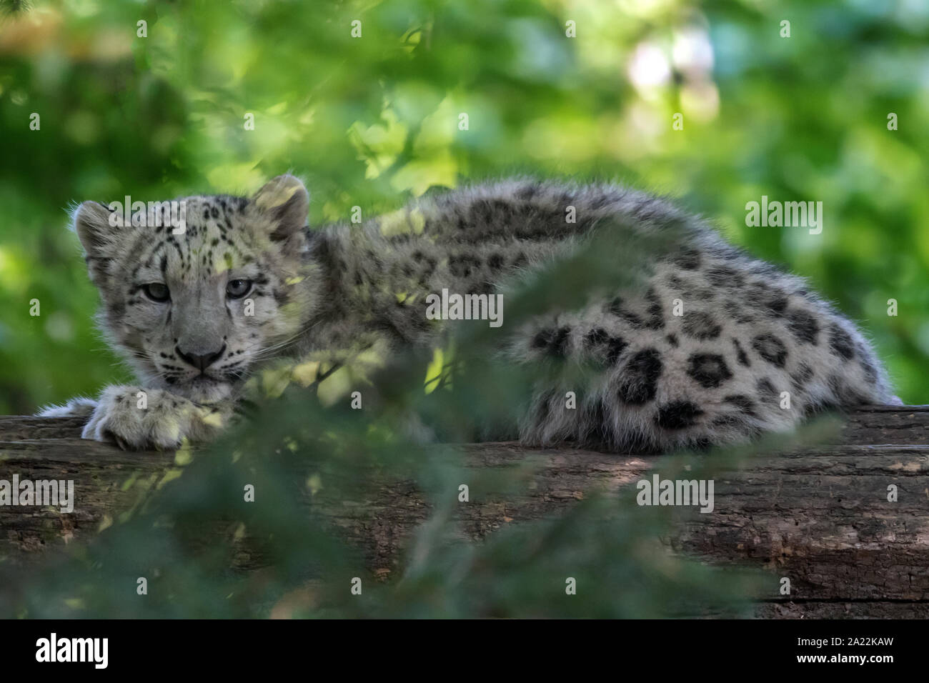 Sleeping animals hi-res stock photography and images - Alamy