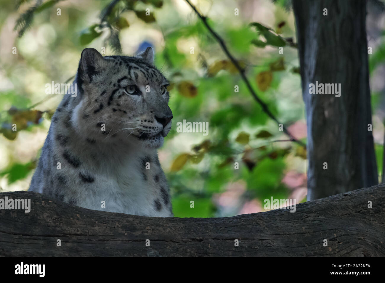 Snow Leopard (Uncia uncia Stock Photo - Alamy