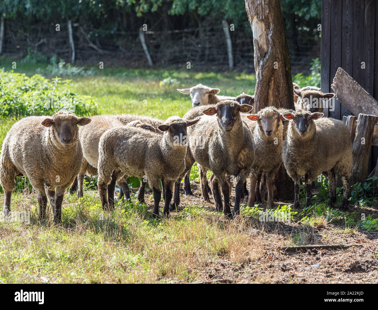 sheeps in germany Stock Photo - Alamy