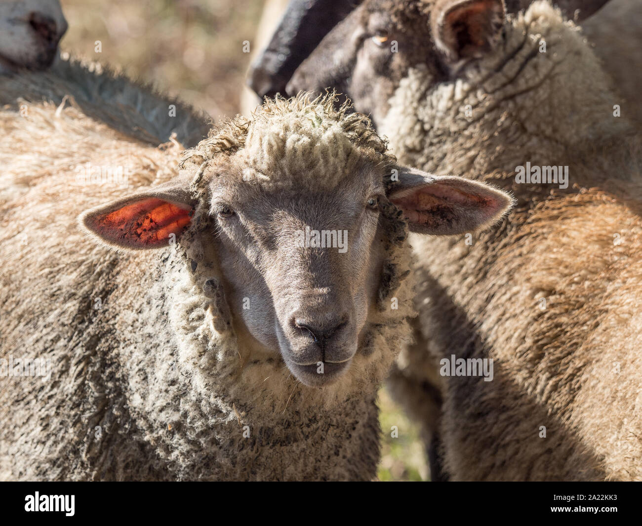 sheeps in germany Stock Photo - Alamy