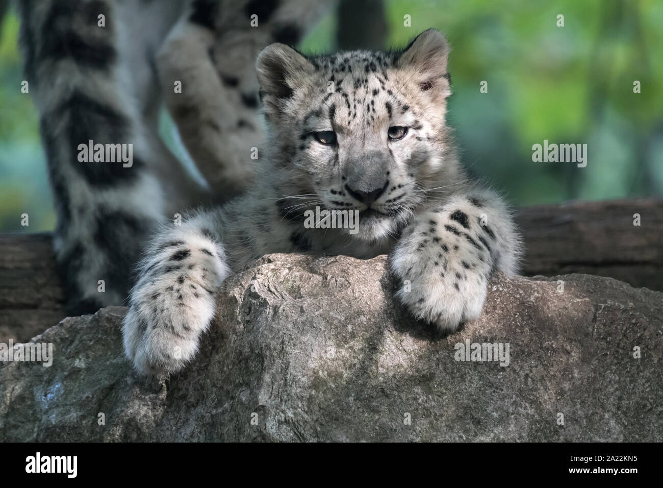 Sleeping snow leopard hi-res stock photography and images - Alamy