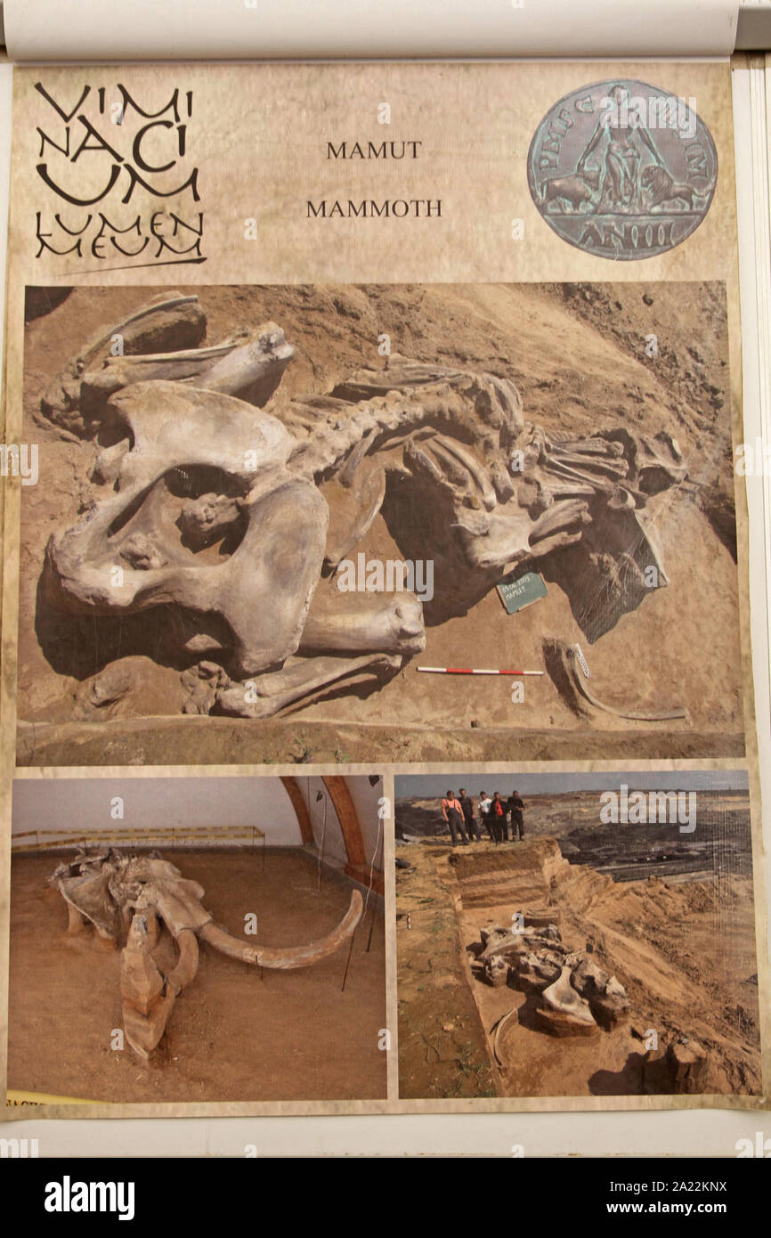 Arcticle illustrating mammoth fossils in Viminacium (Viminatium ...