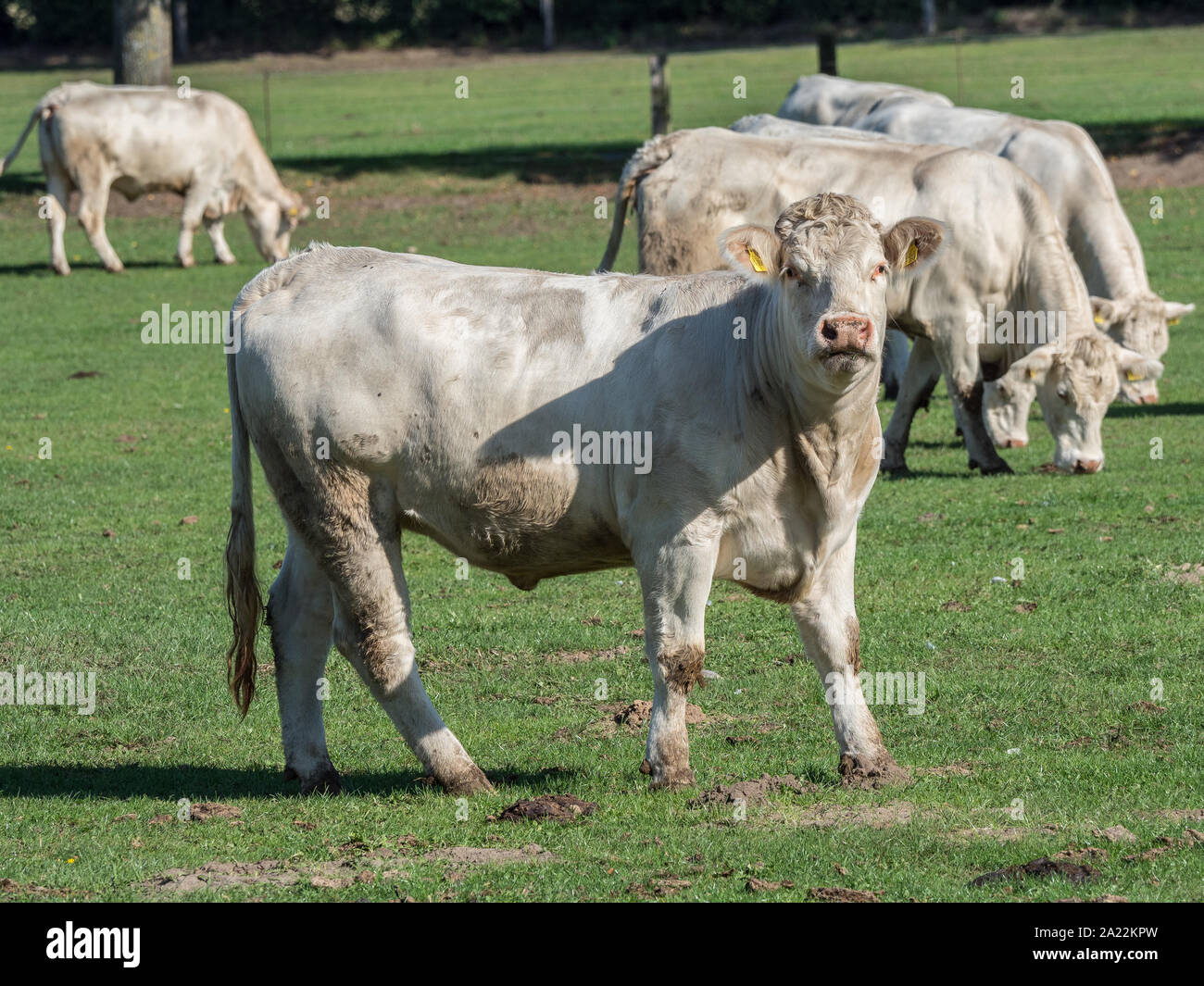 White cows in germany Stock Photo - Alamy